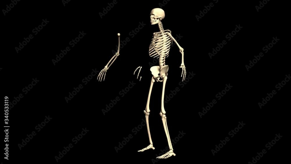 Stockvideon Animated 3D anatomy. Skeleton 3D animation. Time-lapse 3D ...