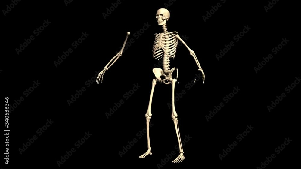 Animated 3D anatomy. Skeleton 3D animation. Time-lapse 3D animation ...