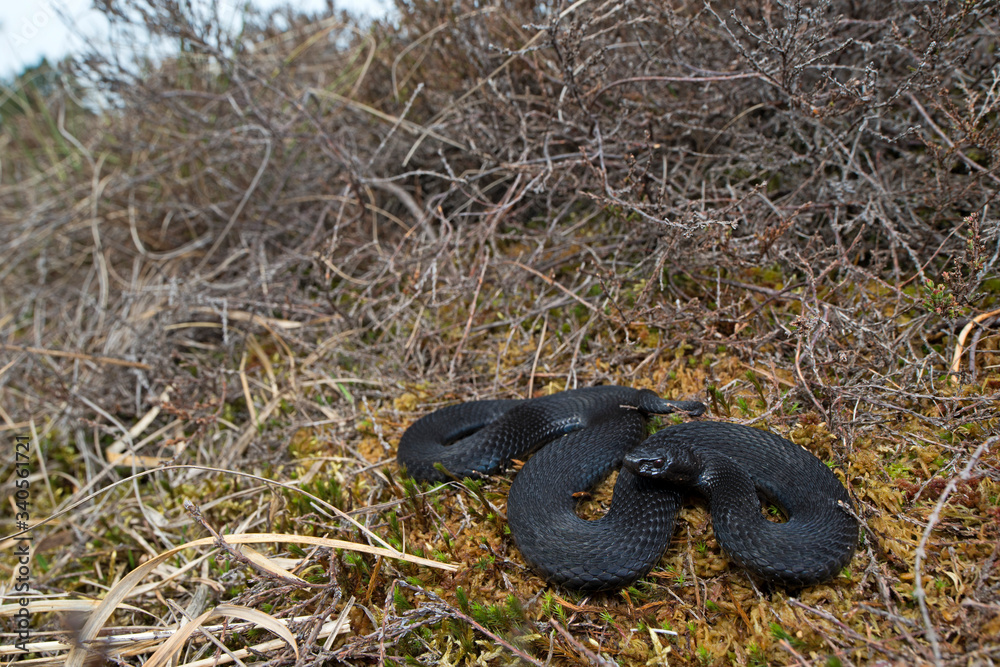 melanistische Kreuzotter (Vipera berus) - melanistic Common adder foto ...