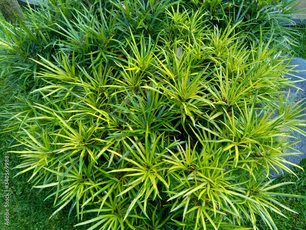 Osmoxylon lineare (ararea) flower with natural background Stock Photo ...