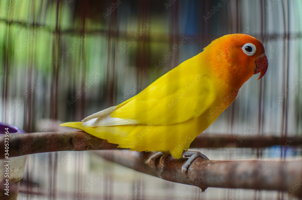 The love bird is a bird of nine species of the genus Agapornis. Love ...