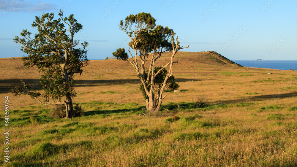 New Zealand coastal landscape, summer. Karaka and eucalyptus trees grow ...