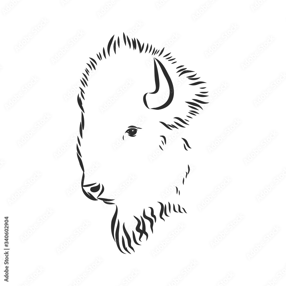 Vetor de Vector illustration with bull head. Hand drawn sketch ...