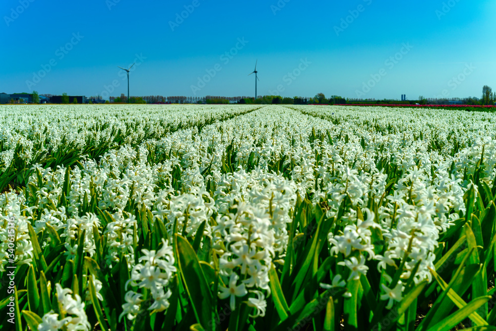 Low angle shot of modern dutch landscape with field of hyacint flowers ...