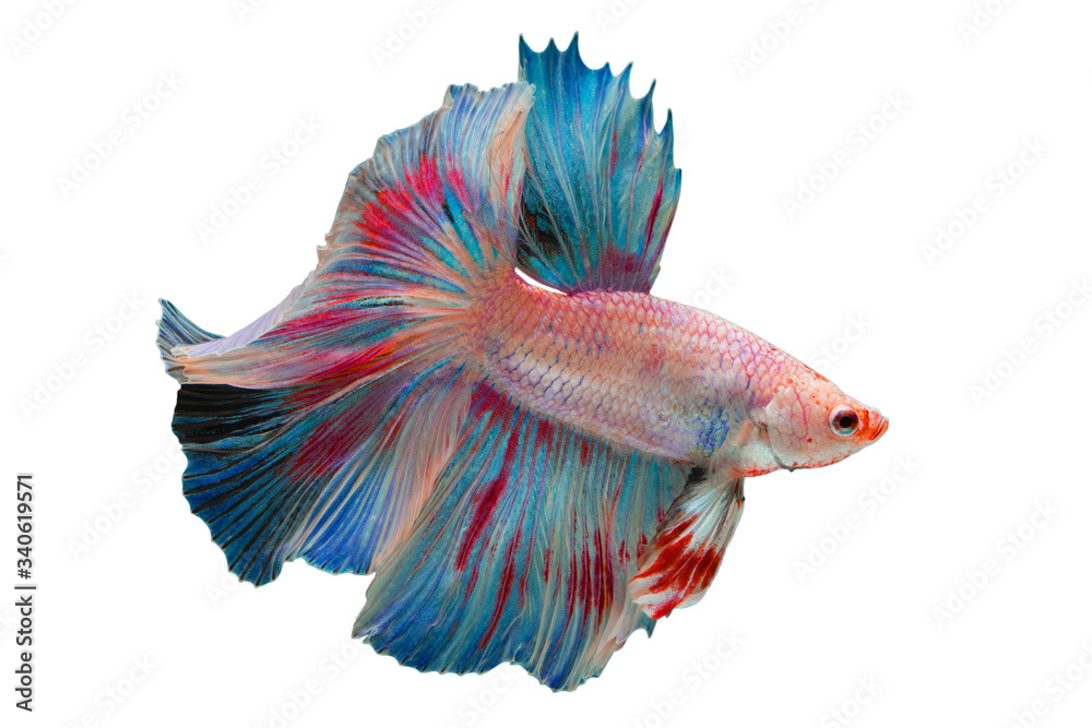 Rhythmic of Betta fish,Siamese fighting fish, Betta splendens Pla-kad ...