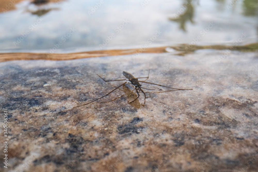 Gerridae insects in the natural environment. The Gerridae are a family ...