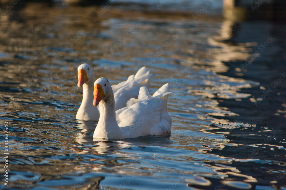 uccello Stock Photo | Adobe Stock