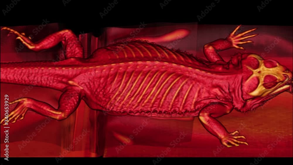 top view CT scan of a Bearded dragon reptile on a black background ...