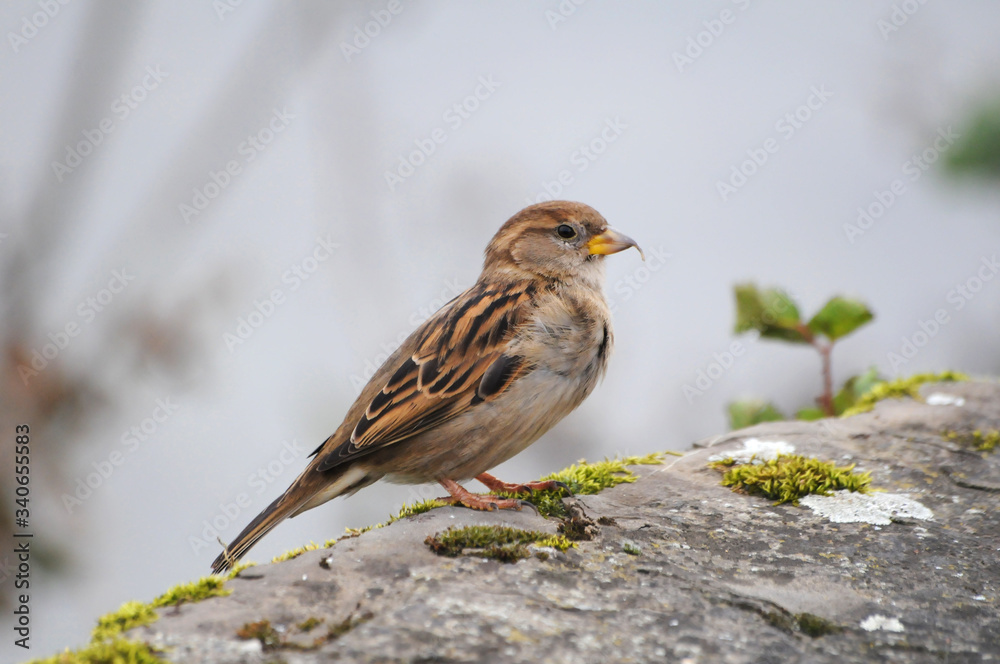 PASSEROTTO Stock Photo | Adobe Stock