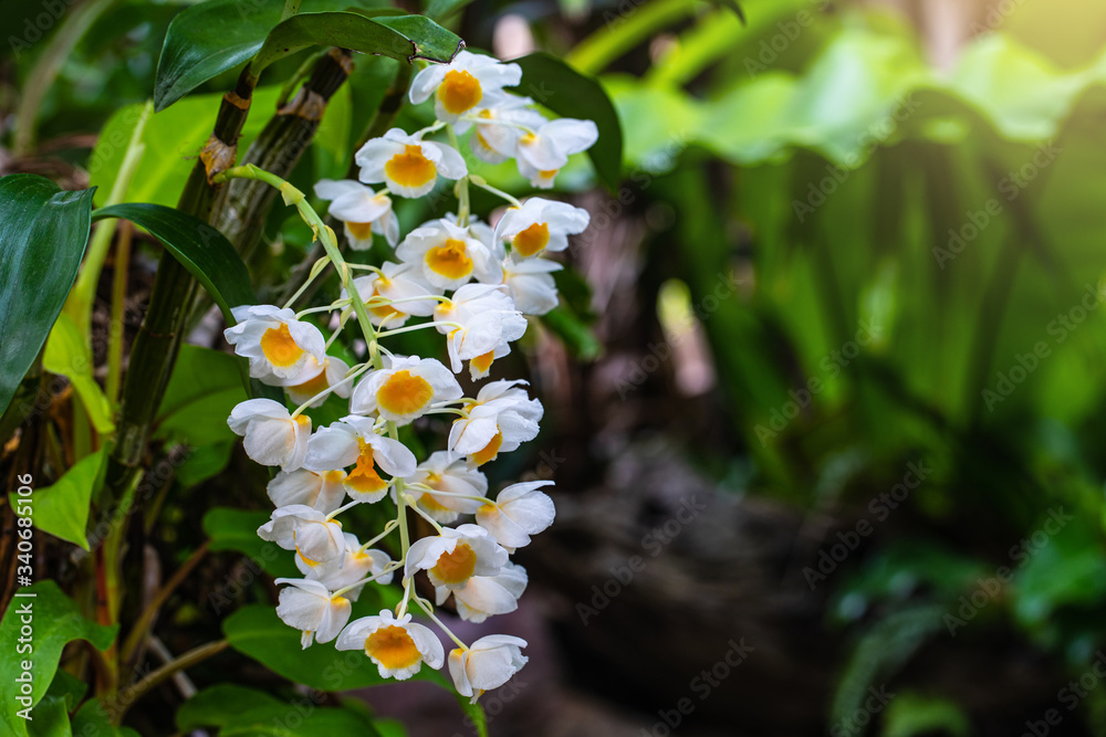 Dendrobium thyrsiflorum Rchb.f., Beautiful rare wild orchids in ...