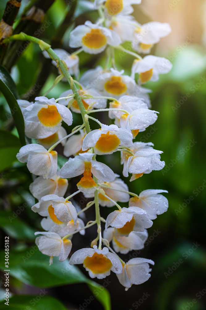 Dendrobium thyrsiflorum Rchb.f., Beautiful rare wild orchids in ...