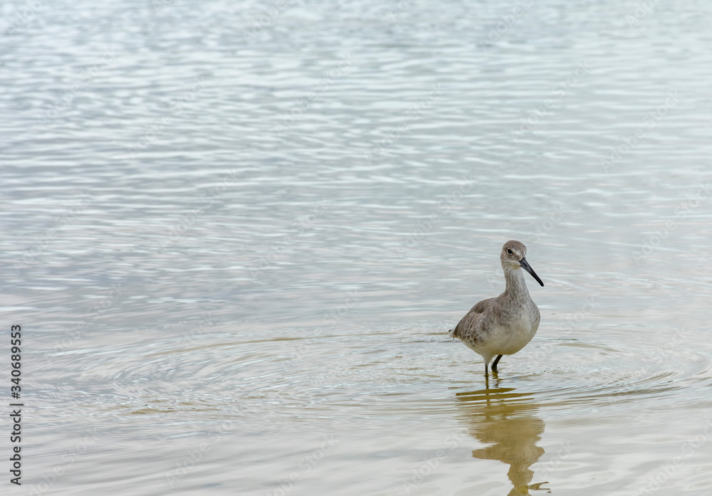 Bird on beach landscape, Wading bird in the ocean, Willet sandpiper ...