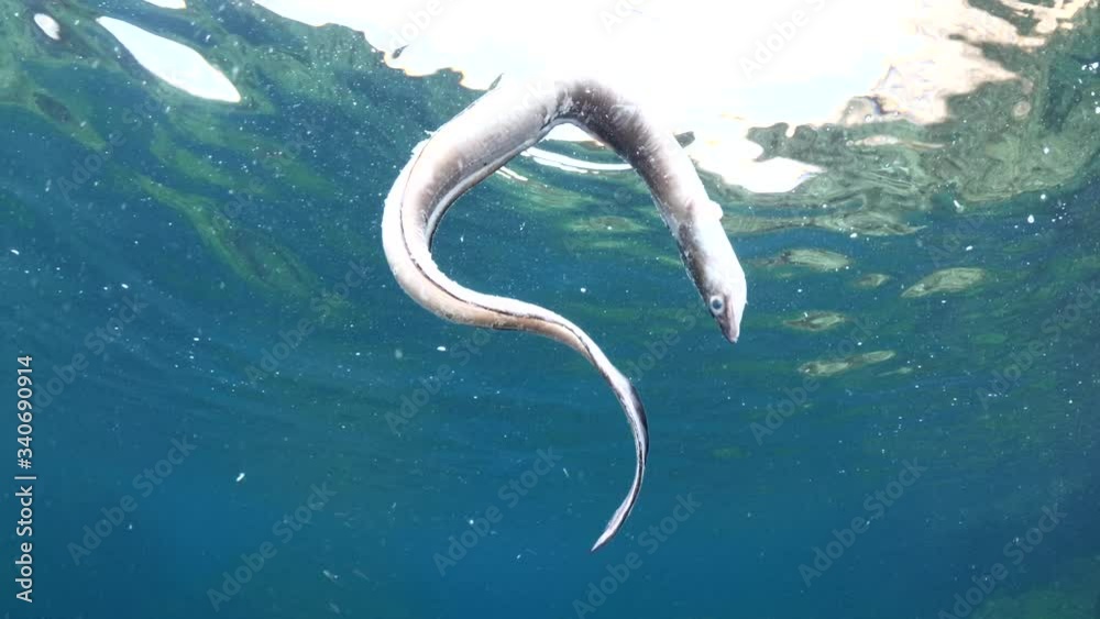 dead conger eel on the surface of water drifting dead fish underwater ...