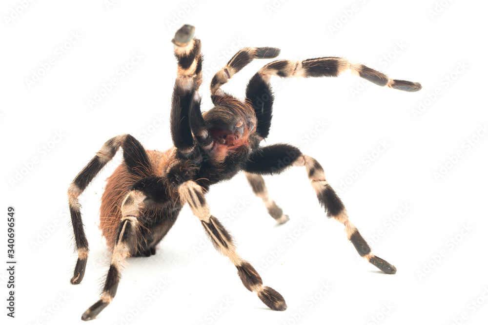 The Brazilian red and white tarantula (Nhandu chromatus) is a tarantula ...