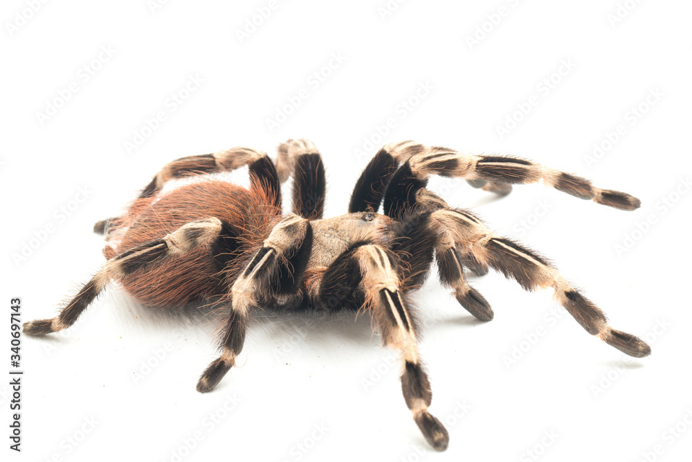 The Brazilian red and white tarantula (Nhandu chromatus) is a tarantula ...