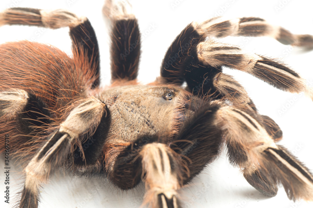 The Brazilian red and white tarantula (Nhandu chromatus) is a tarantula ...