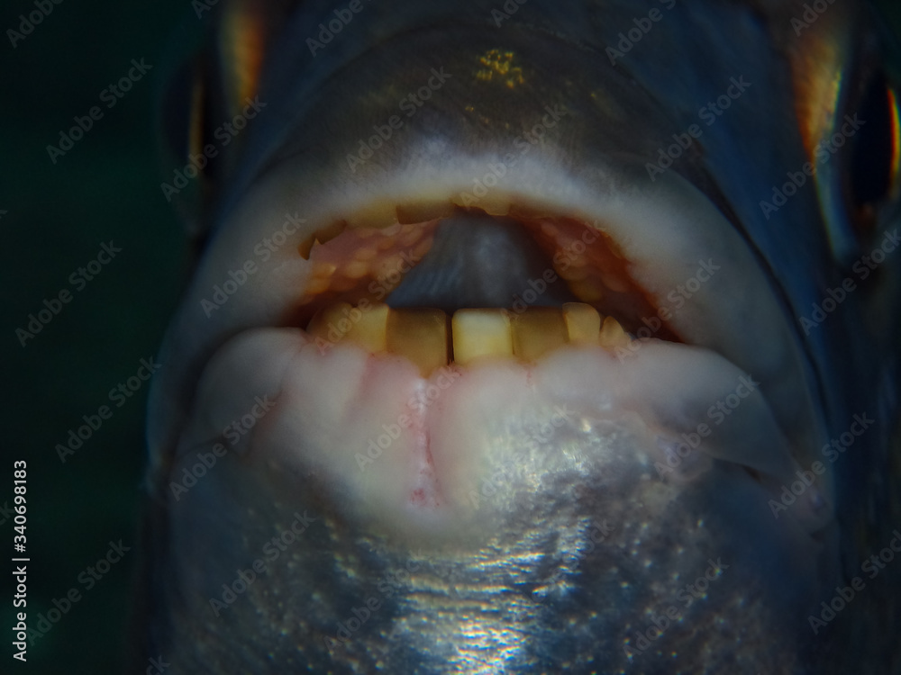 Fish teeth of a wild atlantic white seabream, Diplodus sargus, alive ...