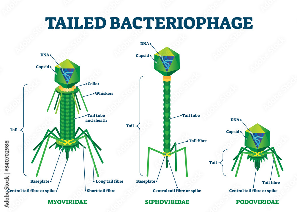 Bacteriophage Diagram Labeled