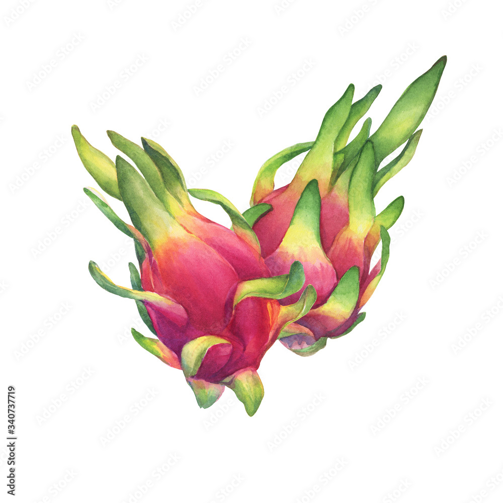 Two whole of pink color Hylocereus undatus fruit (also called as pitaya ...