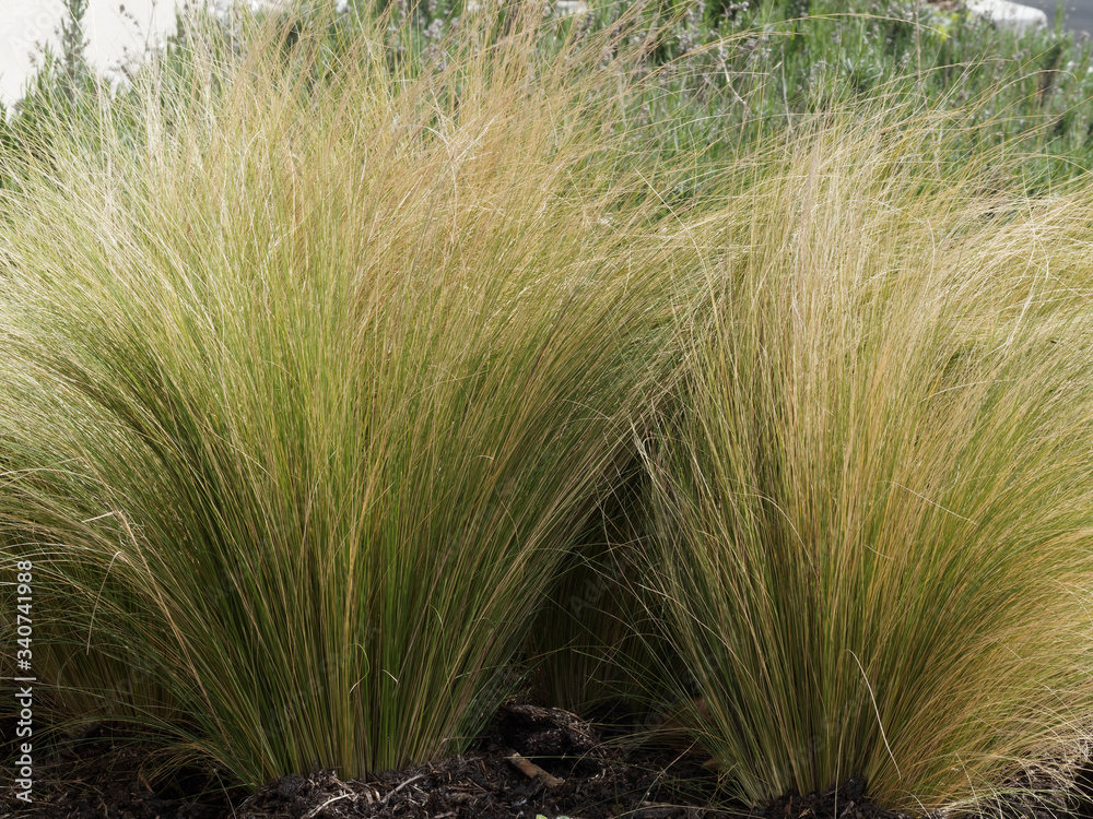 Stipa tenuifolia ou Cheveux d'anges aux fines feuilles linéaires en ...
