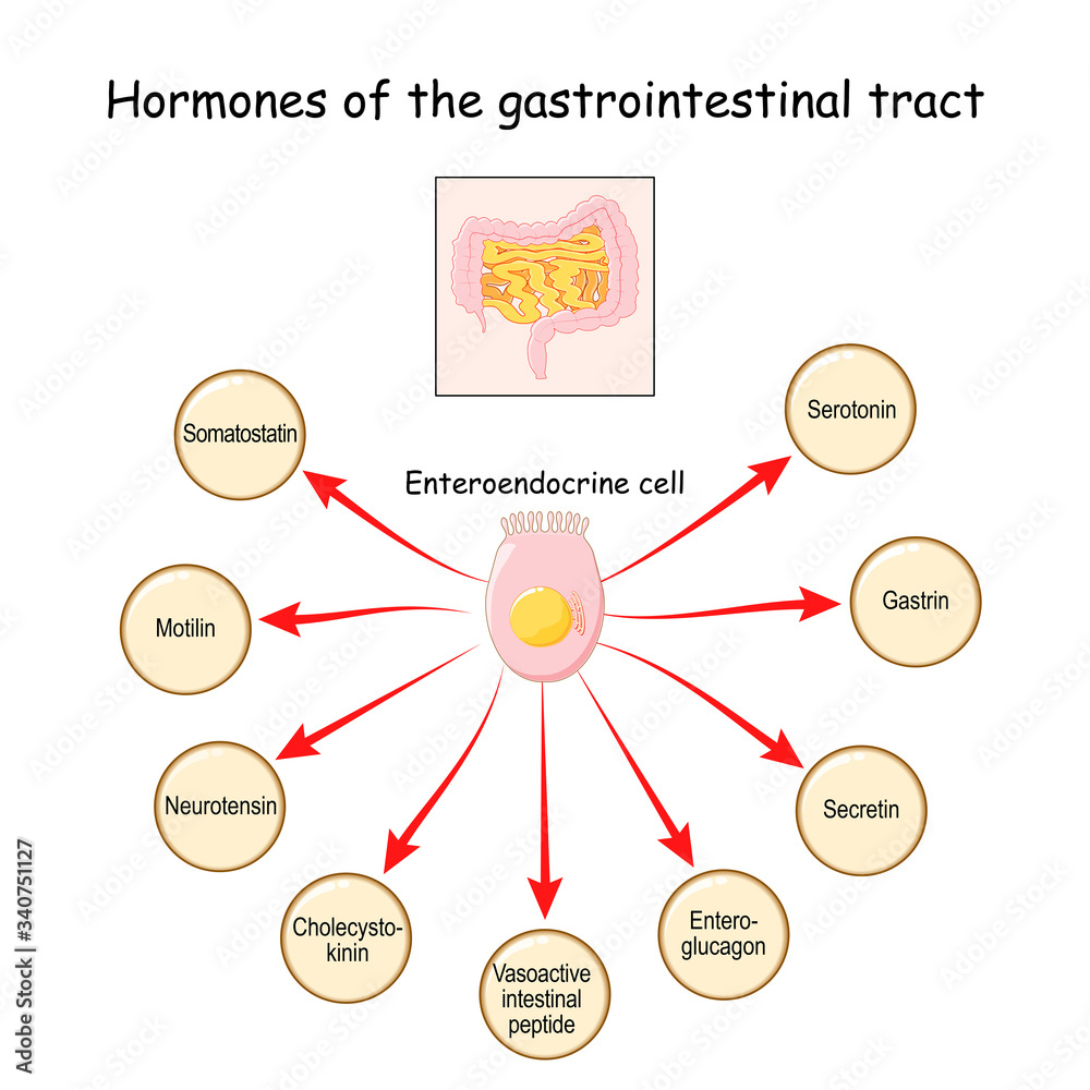 Enteroendocrine Cells