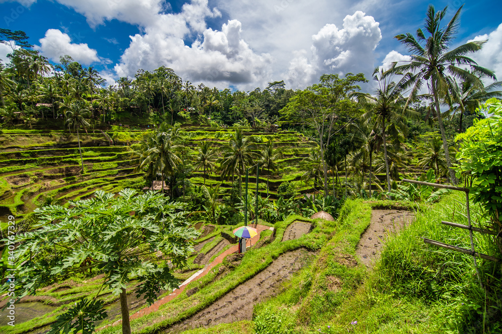 Tegallalang, Bali - February, 2020: Near the cultural village of Ubud ...