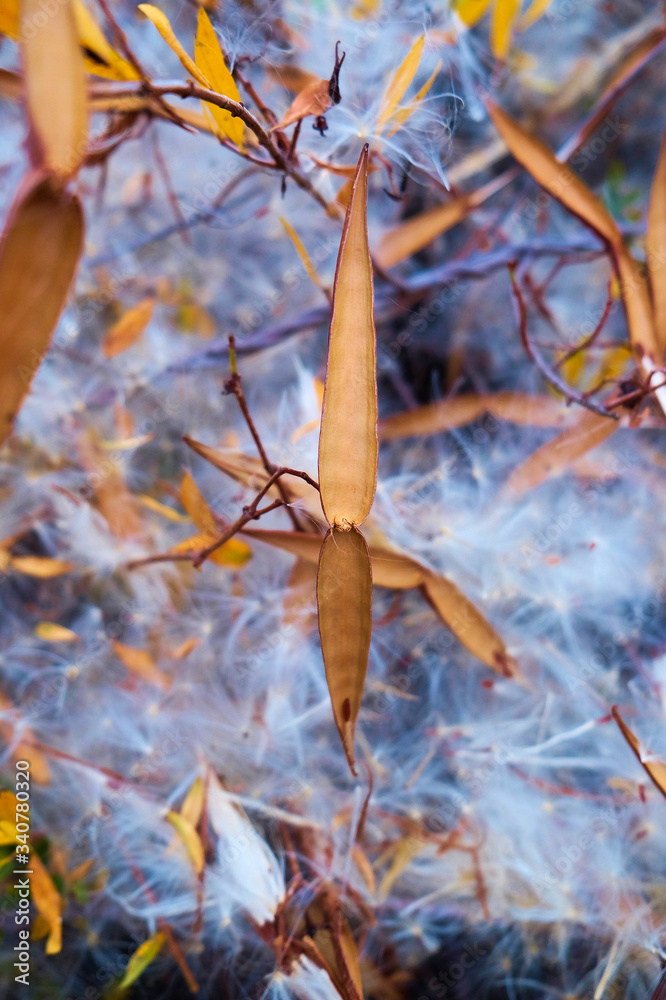 Pappus seeds of a ruderal species of a plant. Stock Photo | Adobe Stock