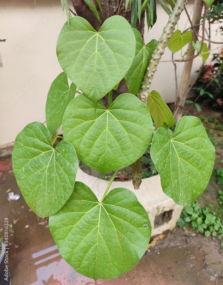 Medicinal plant - Tinospora cordifolia. Commonly known as heart-leaved ...
