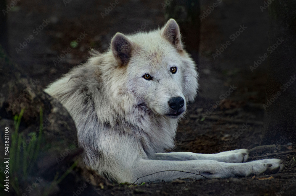 Arctic wolf in nature Stock Photo | Adobe Stock