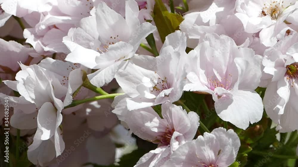 Prunus 'Amanogawa is a upright ornamental cherry tree. In April, the ...