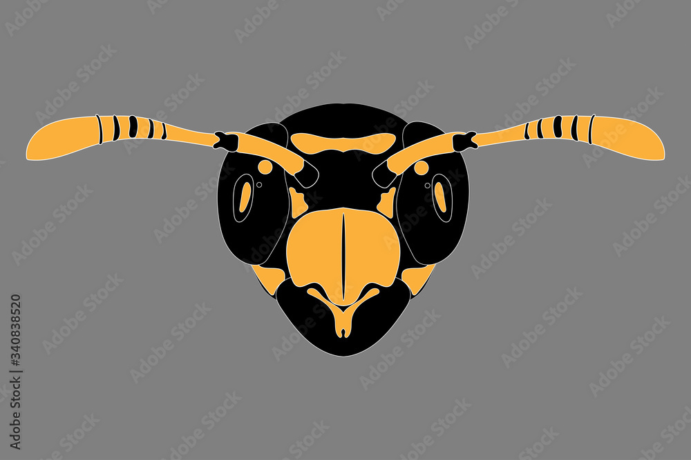 Stock graphic illustration wasp head icon from front isolated on grey ...