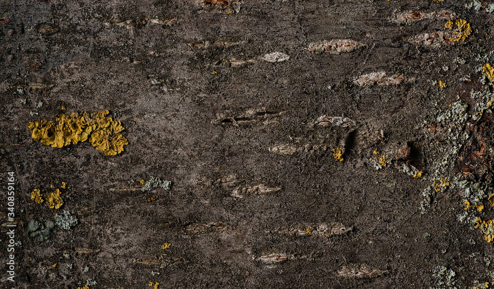 cherry tree bark texture, abstract grunge texture with scratches, holes ...