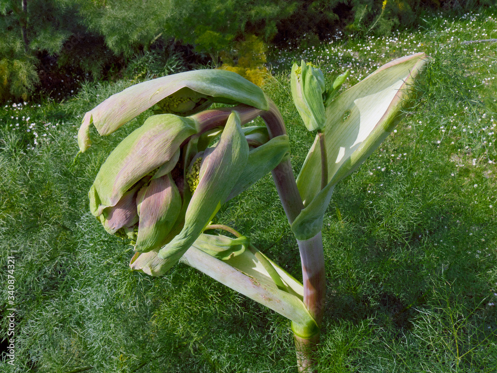 Giant Fennel Apical Part With Colored And Detailed Sheaths In Etna Park ...