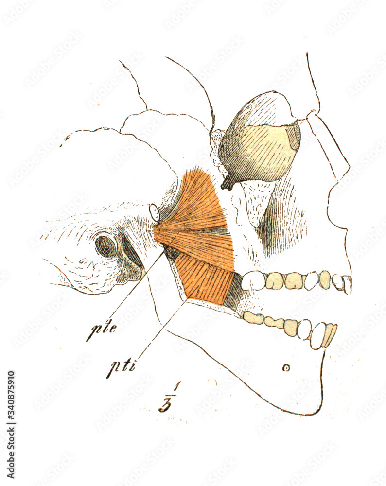 The jaw muscles in the old book the Human Anatomy Basics, by A. Pansha ...