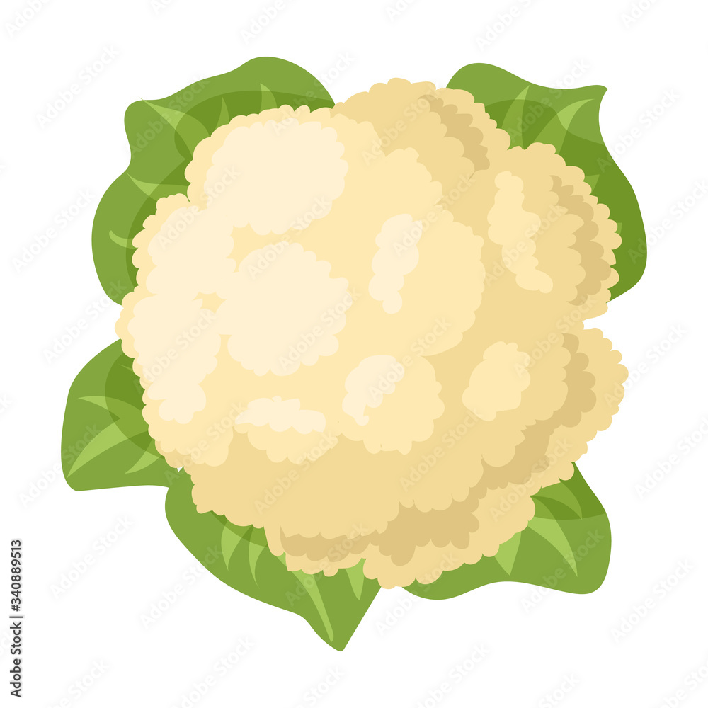 Cauliflower Vector
