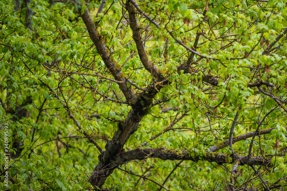 Ramas del árbol Stock Photo | Adobe Stock