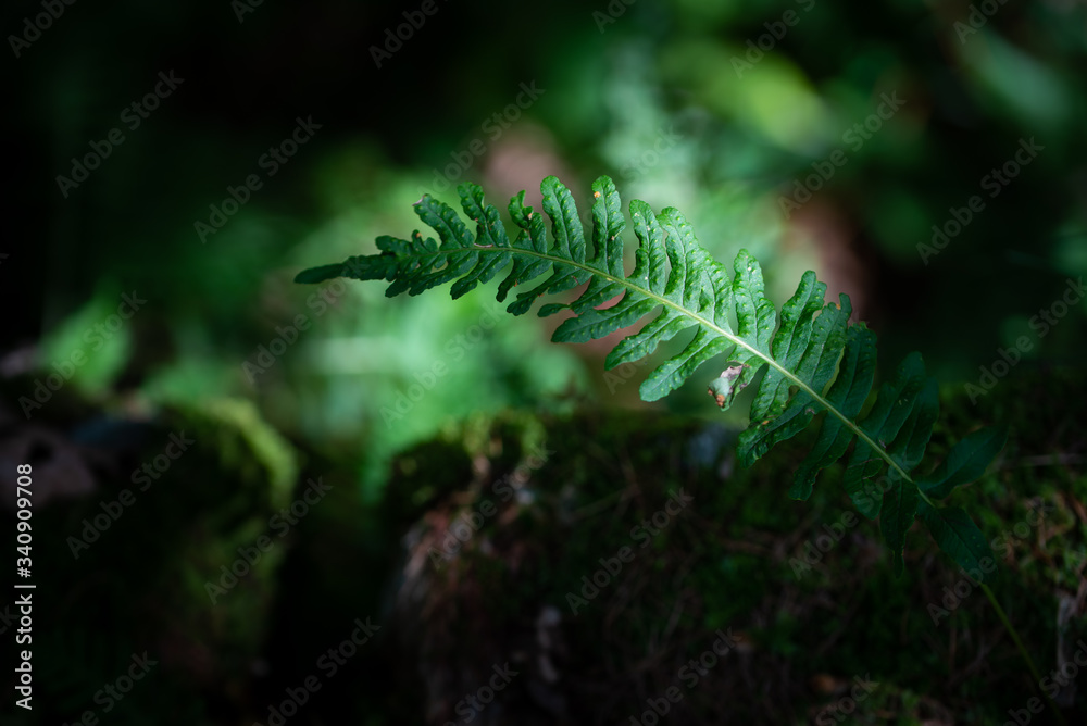 Foglia verde di felce nel bosco, vegetazione boschiva della foresta in ...