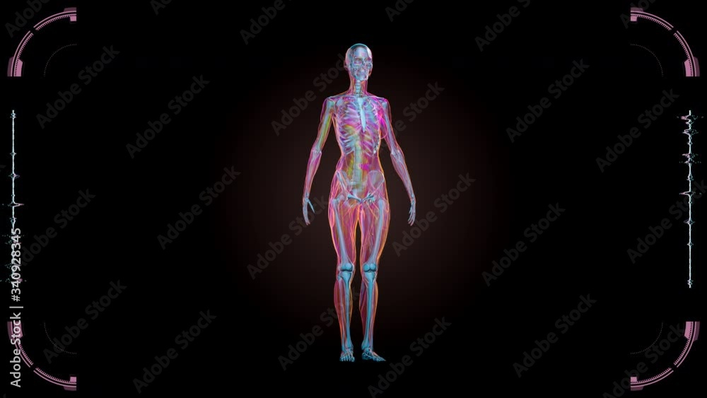 Futuristic medical lab turntable loop, Human body female muscle system ...