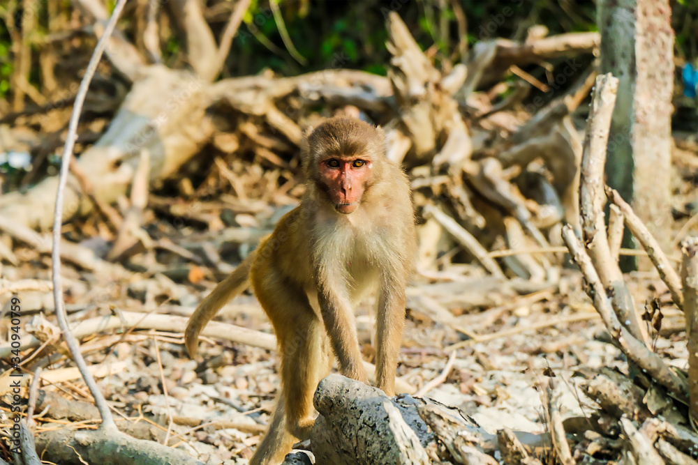 Monkey Stock Photo | Adobe Stock