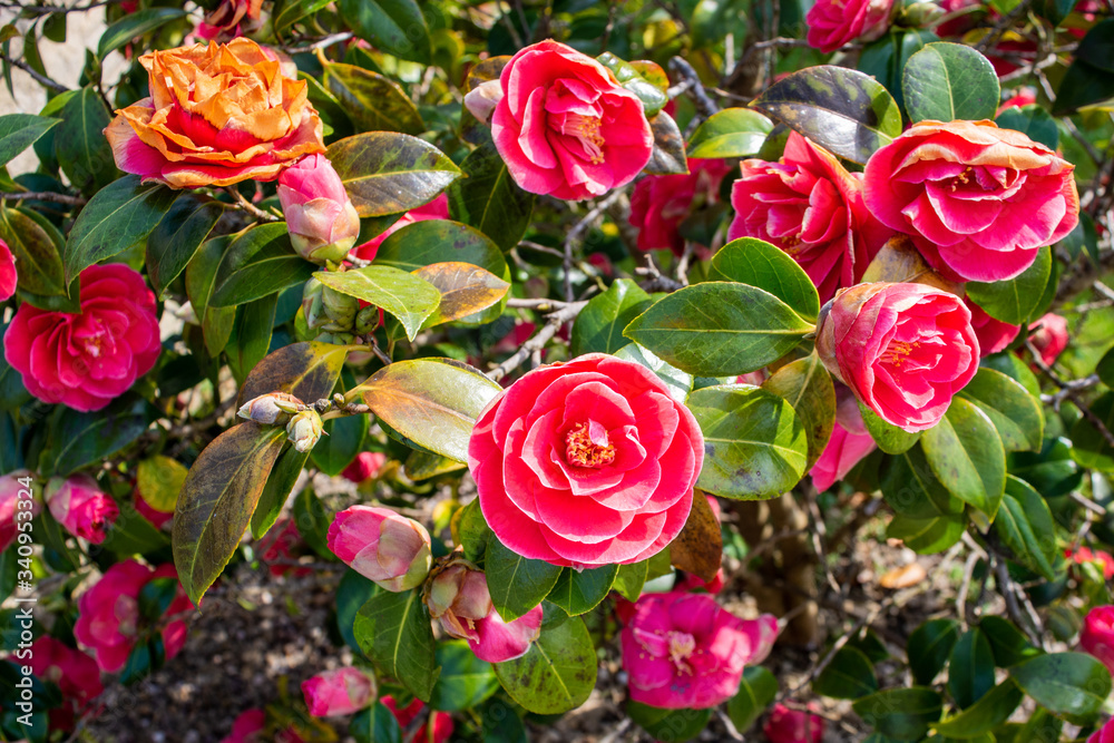 A section of a Japanese Camellia Camellia japonica shrub with numerous ...