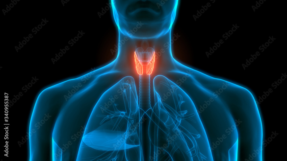 Human Glands Lobes of Thyroid Gland Anatomy Stock Illustration | Adobe ...