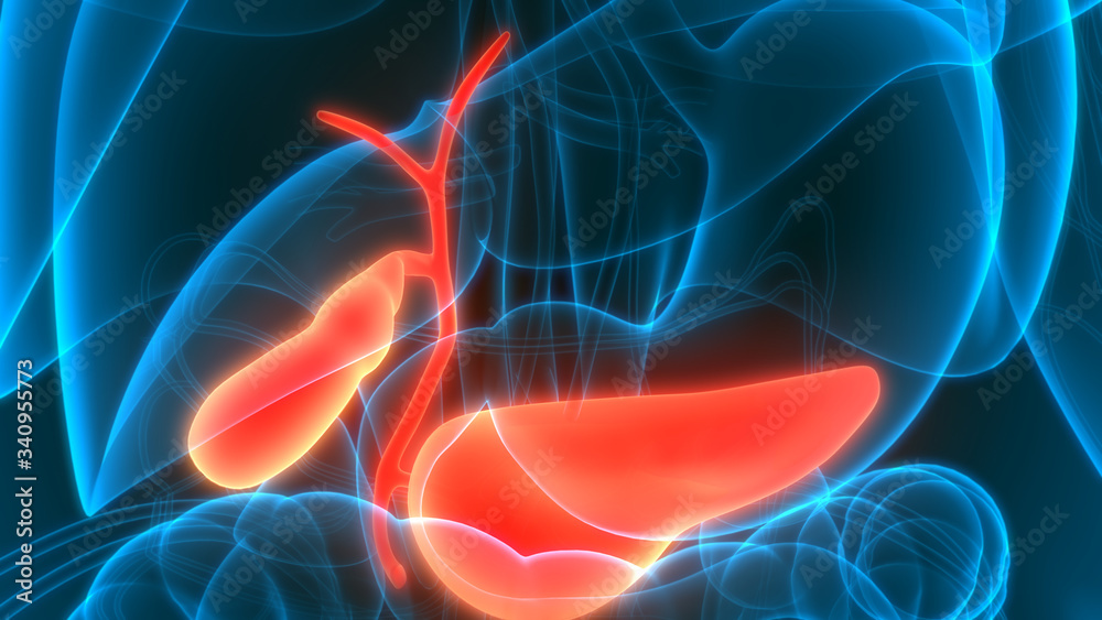Human Internal organs Gallbladder with Pancreas Anatomy Stock ...