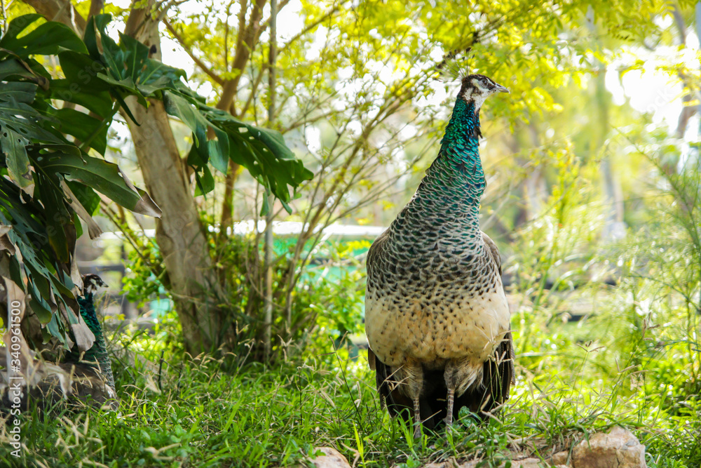 Adult peahen (female peacock) standing on the grass. One of the most ...