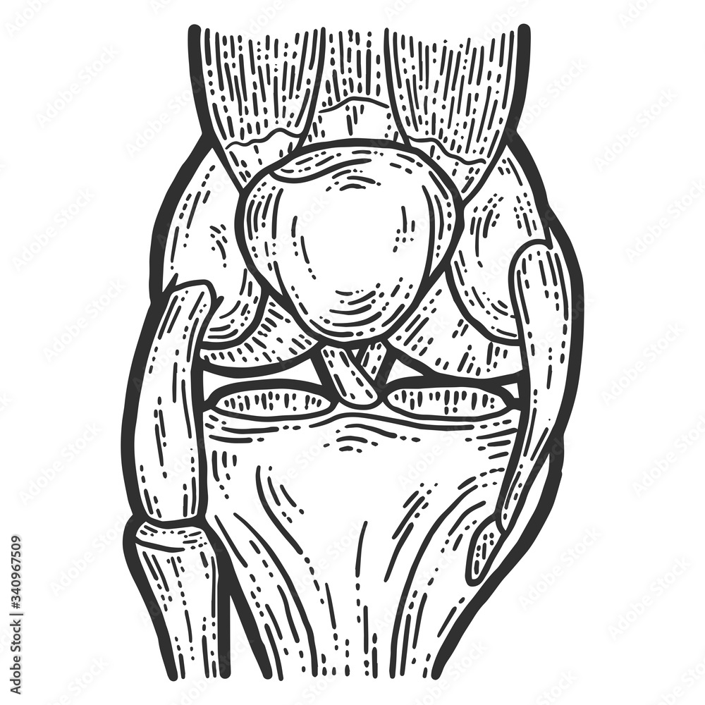 Anatomy. Structure knee joint vector sketch scratch board imitation ...