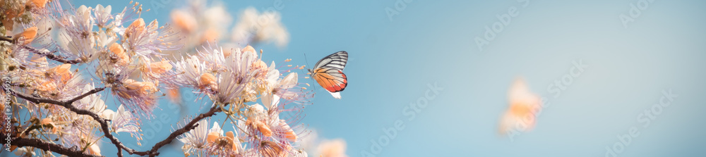 Nature of butterfly and flower in garden using as background ...