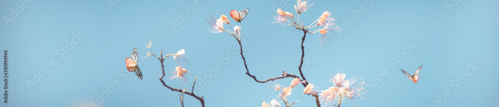 Nature of butterfly and flower in garden using as background ...