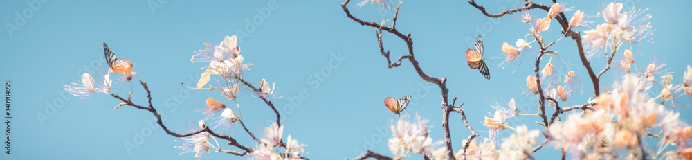 Nature of butterfly and flower in garden using as background ...