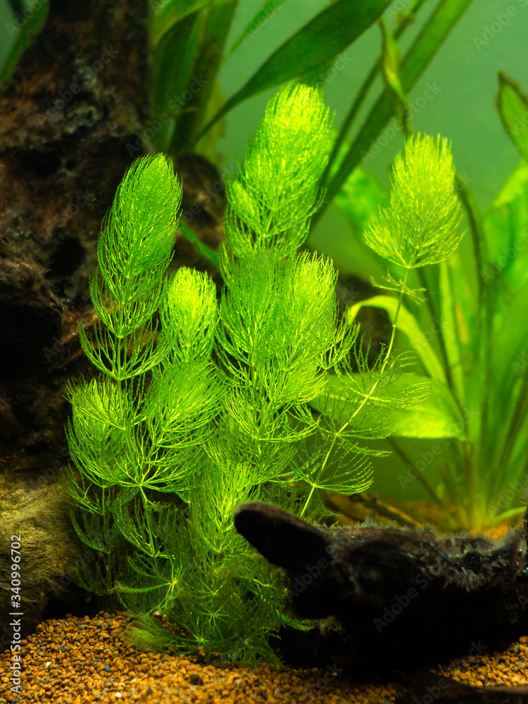 Hornwort plant (Ceratophyllum demersum) on a fish tank Stock Photo ...