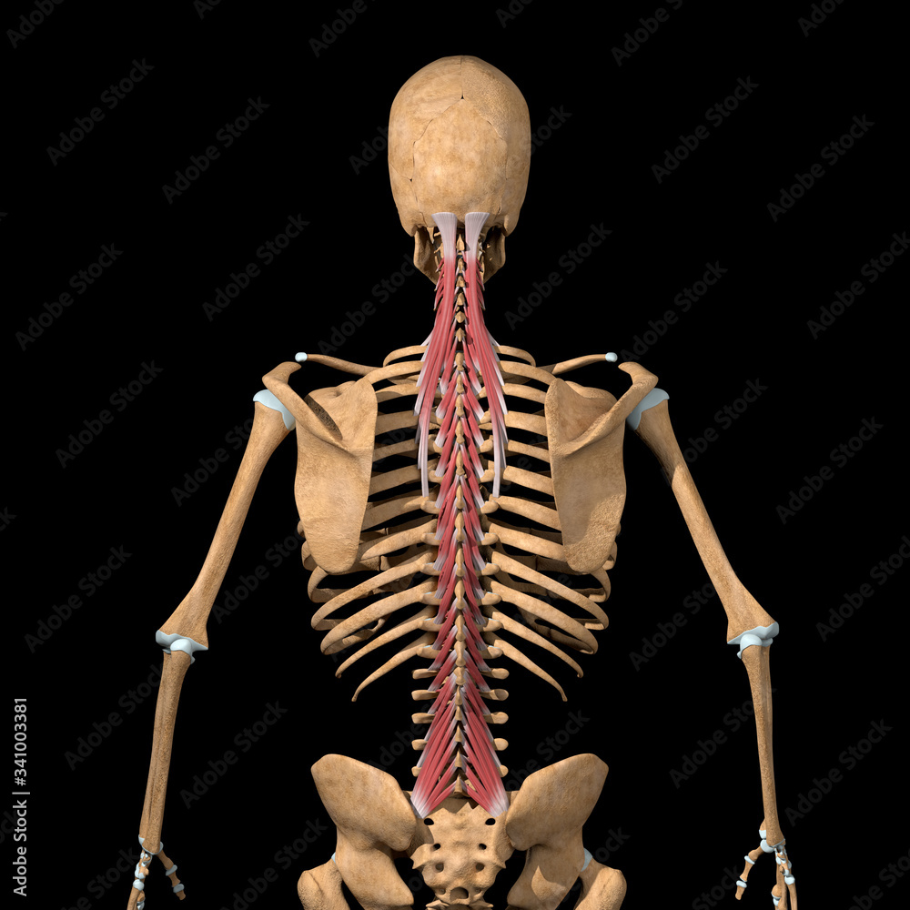 3d Illustration of the Transversospinalis Muscles Group Full Back View ...