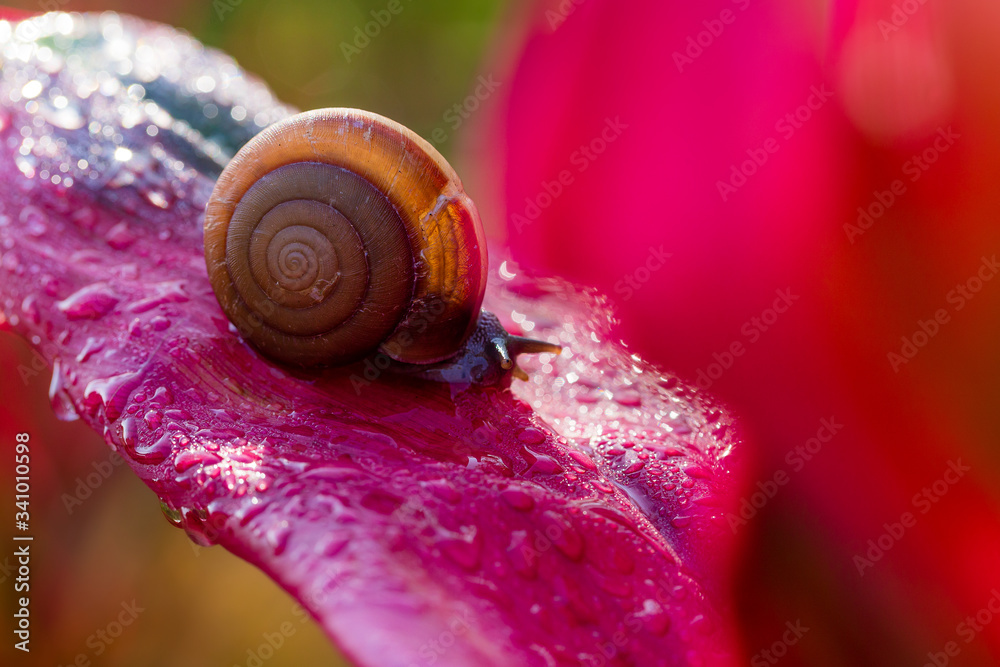Snail : Polymita picta or Cuban snails one of most colorful and ...